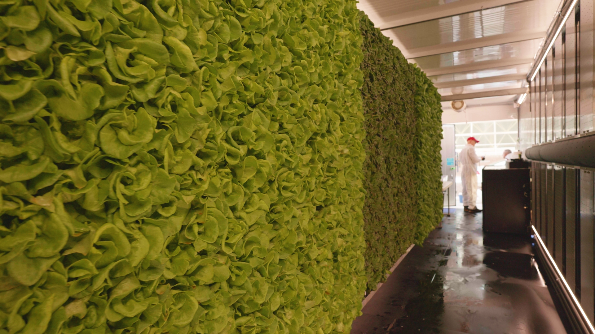 University of Arizona News: Biosphere 2 delivers first lettuce crop to ...